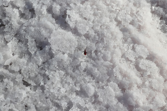 Rock Salt - Brown & White Salt - De-icers - Buy now at GritBins.net